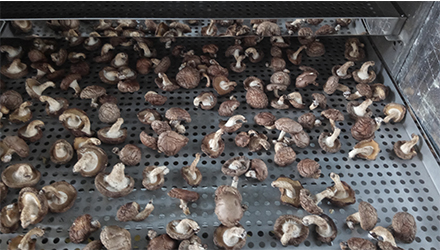 Mushroom Drying Machine | AIM Commercial Mushroom Dehydrator