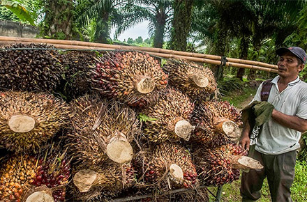 The Ultimate Solution for Efficient Palm Fruit Drying: Introducing the ...