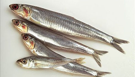 Anchovy Drying Machine | AIM Seafood Dryer | AIM