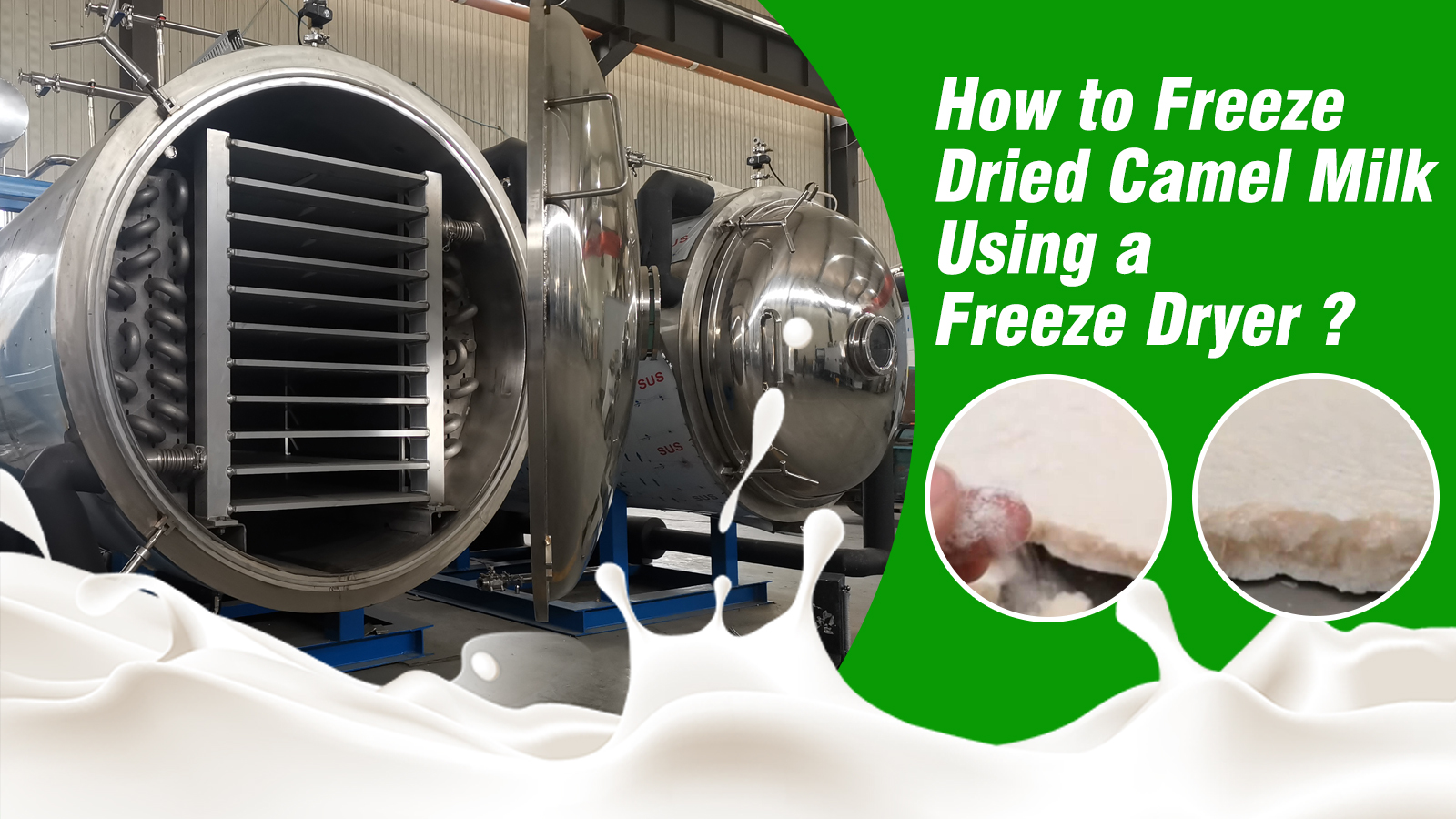 How to freeze dried camel milk using a freeze dryer？