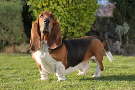 Perros Con Patas Cortas