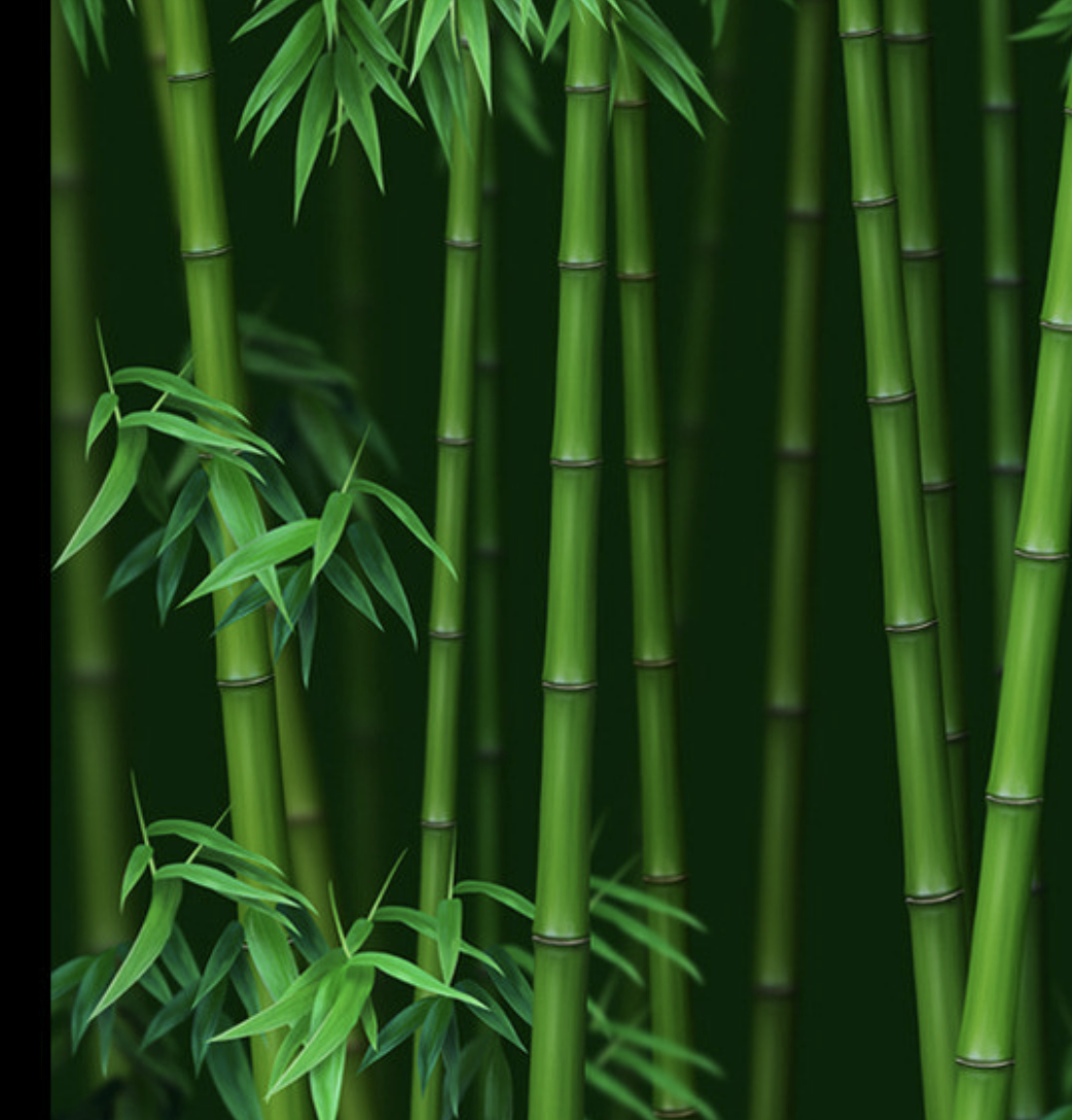 The main raw material of Sichuan bamboo pulp- - - -cizhu（Bambusa ...