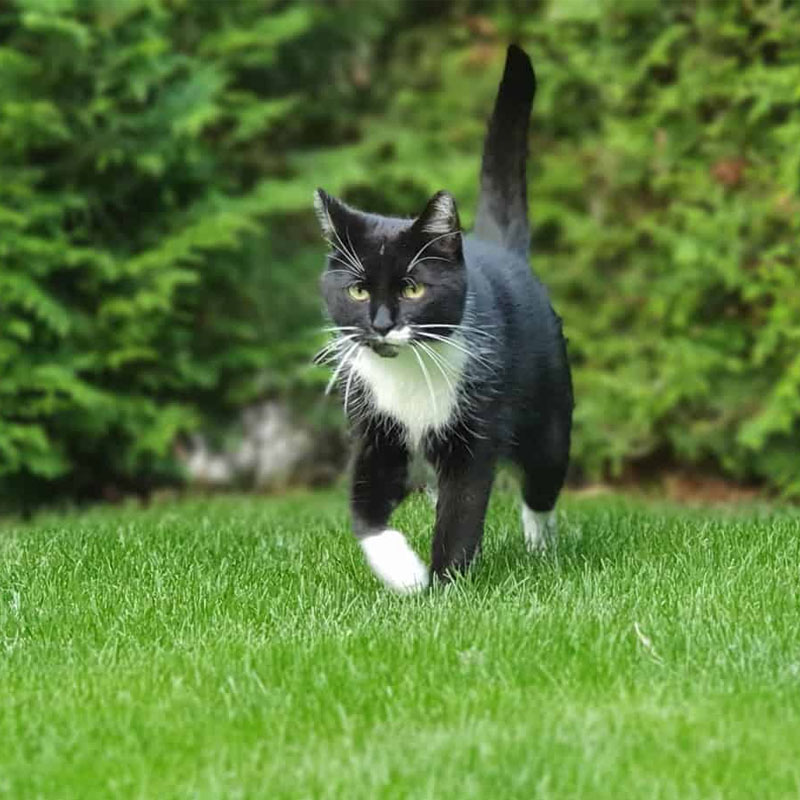 Will cats poop on artificial grass and how to stop it | Doleader
