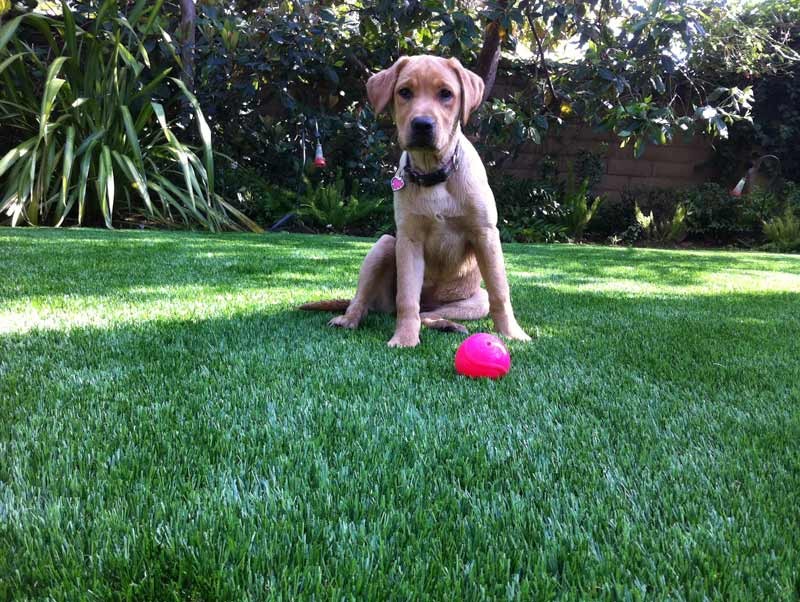Pet Turf vs. Regular Turf: Choosing the Right Option for Your Lawn ...