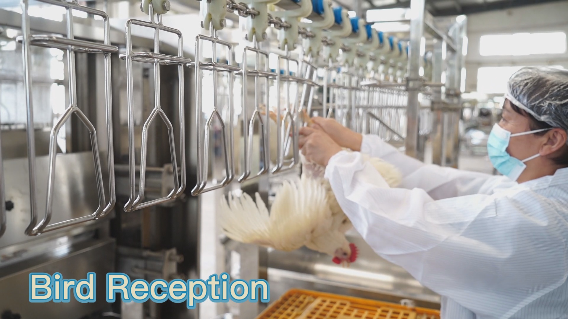 300 BPH Quality Compact Chicken Slaughter Line - Automated Poultry ...