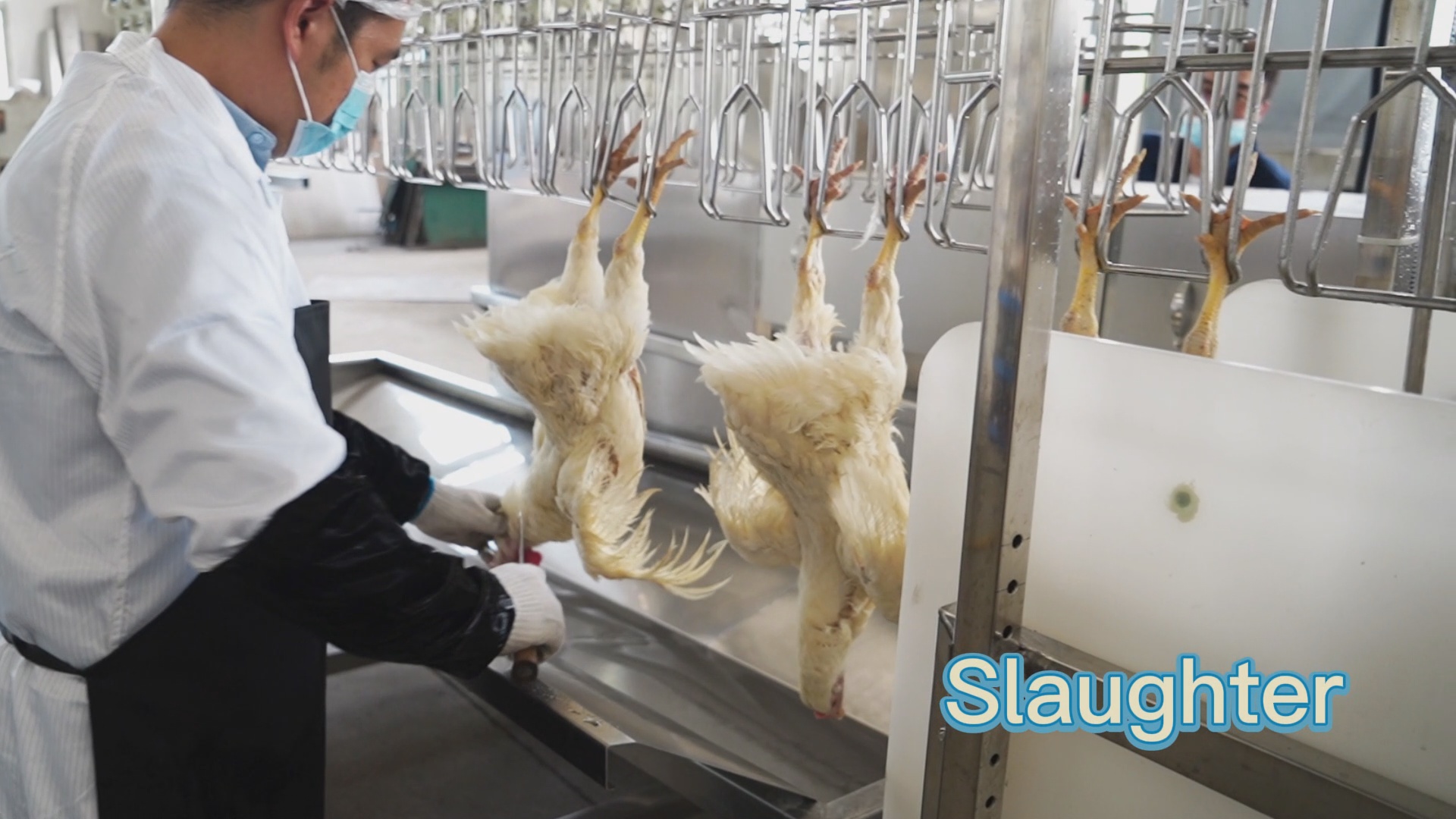 Automatic Chicken Slaughter Line Customized for 1500-3000BPH Chicken ...