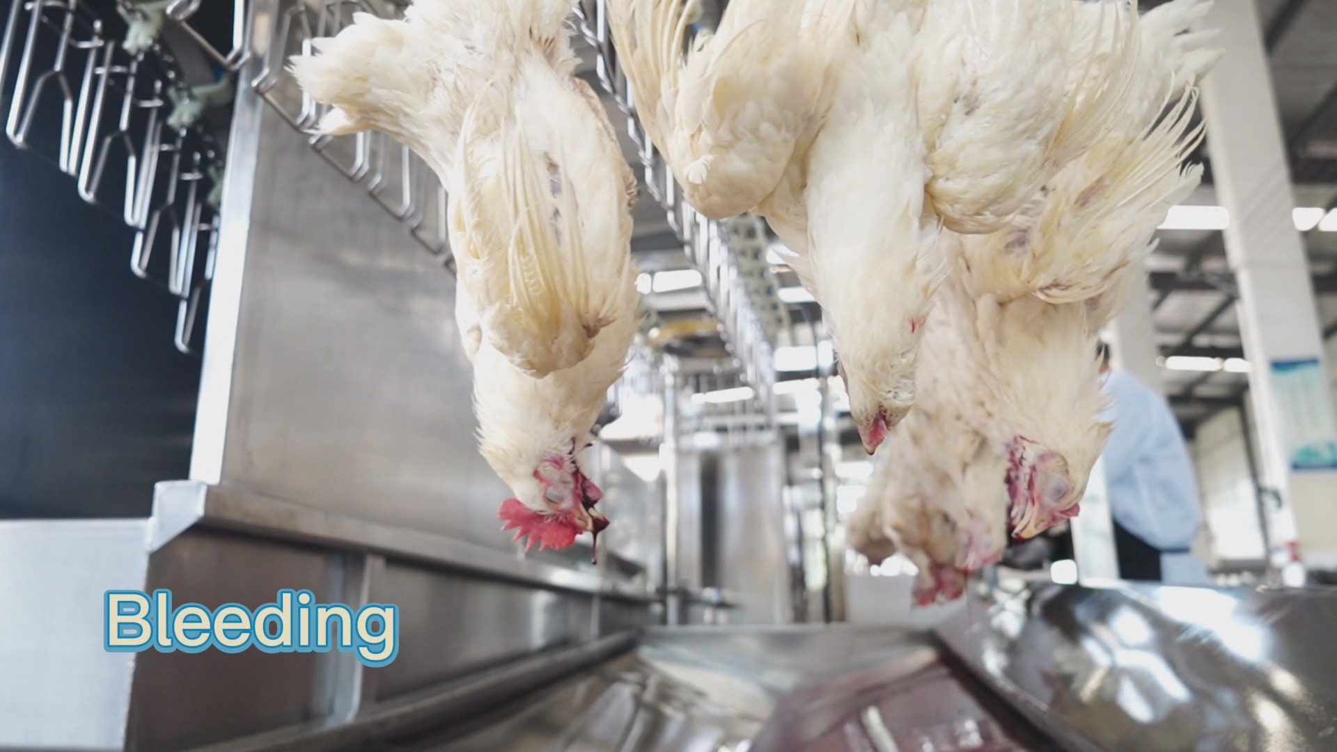 Advanced Slaughtering Equipment Set for Small-Scale Poultry Processing ...