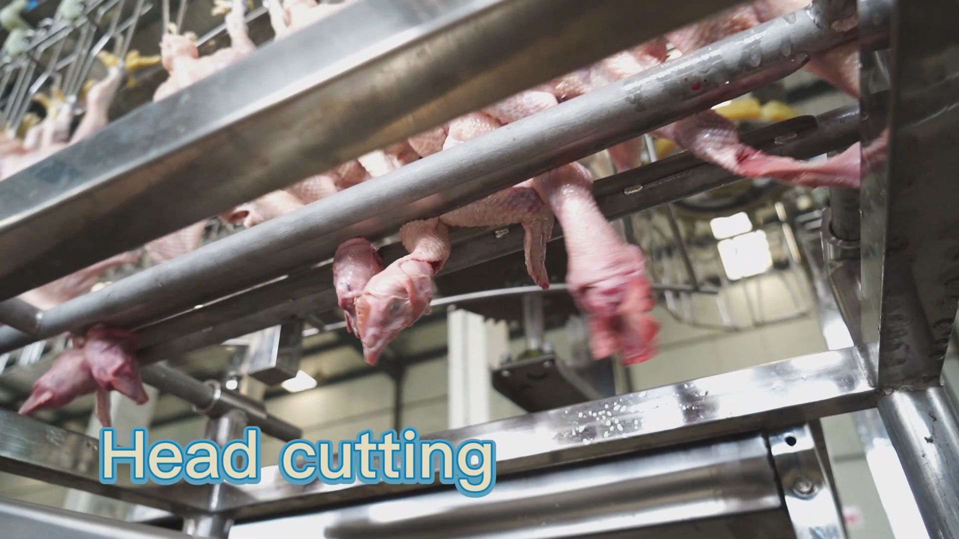 300 BPH Quality Compact Chicken Slaughter Line - Automated Poultry ...