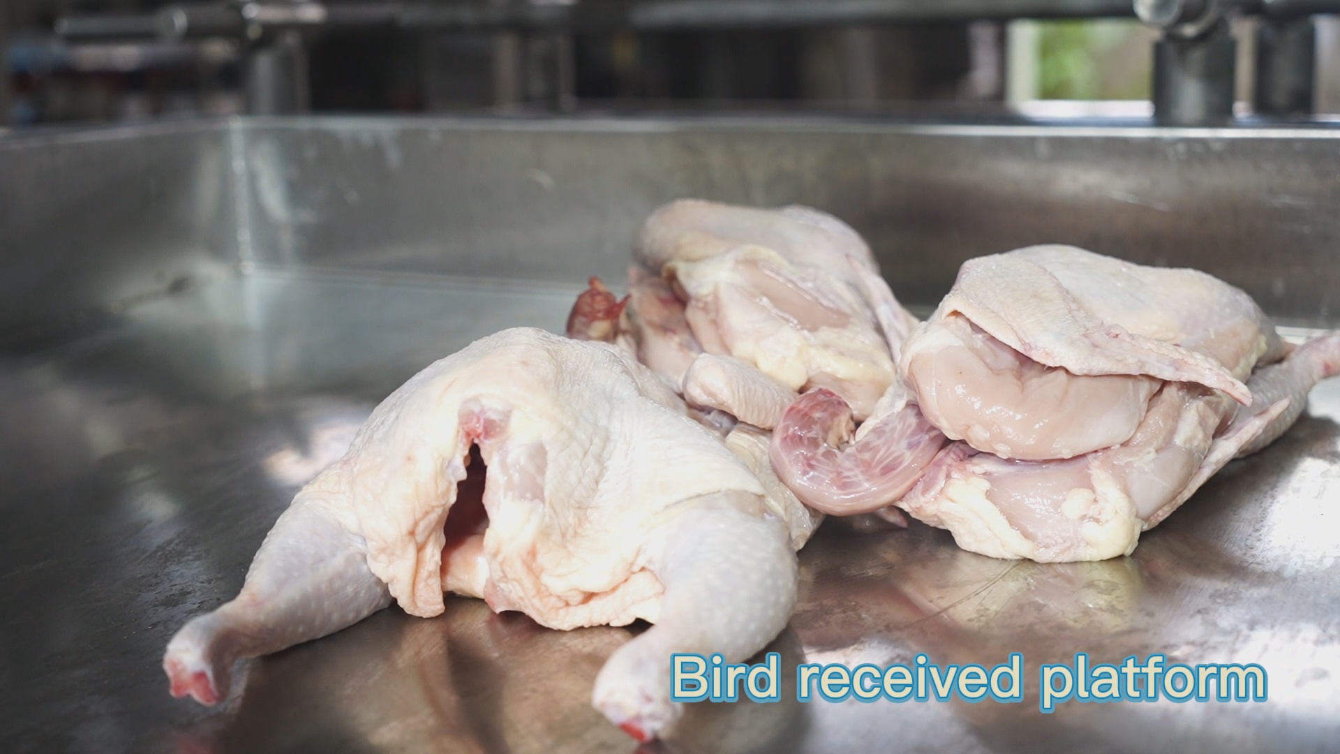 Automatic Chicken Slaughter Line Customized for 1500-3000BPH Chicken ...