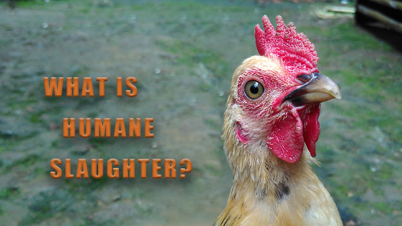 What Is Humane Slaughter? | Eruis