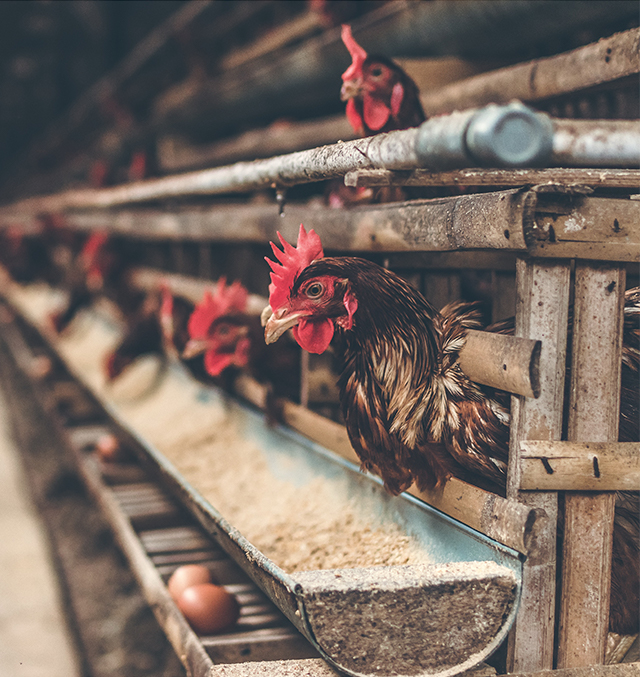 What Is Humane Slaughter? | Eruis