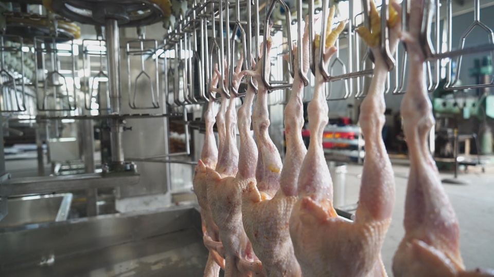 Cutting the Chicken Feet Automatically | Eruis