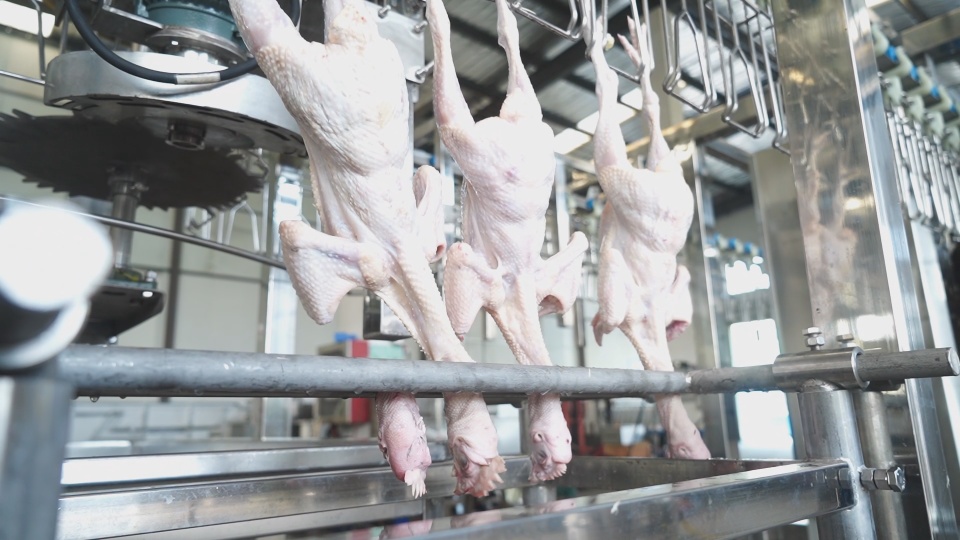 Cutting Chickens' Heads Automatically and Fast