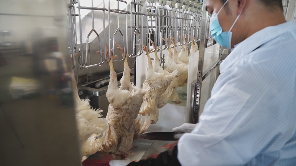 Chicken Head Cutting from Quality Slaughter Line Manufacturer | Eruis
