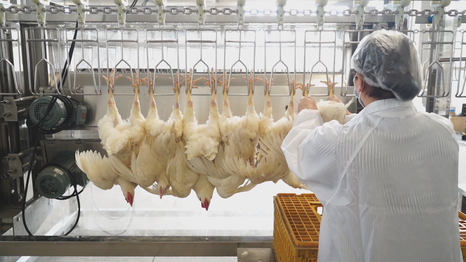 Hang the Chicken with Heavy Duty Shackle on Slaughter Line