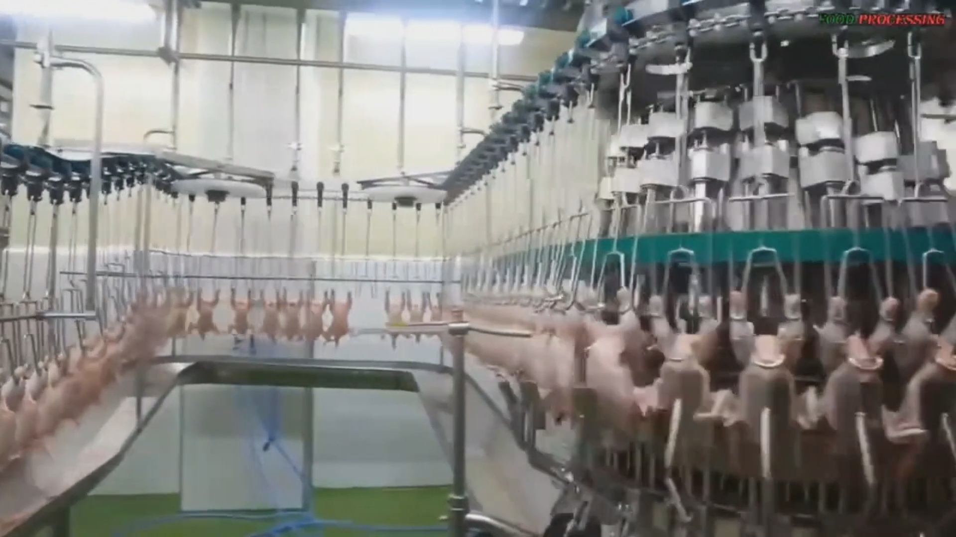 10000 Chicken-killing Assembly Line You Never Saw | Eruis