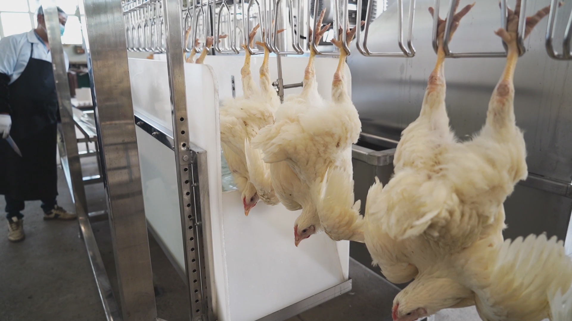 Stun the Chickens on the Slaughtering Line | Eruis Supplier and ...