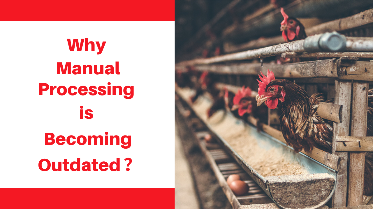 Why Manual Processing is Becoming Outdated in Poultry Processing？