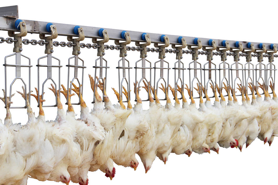 Why Manual Processing is Becoming Outdated in Poultry Processing？