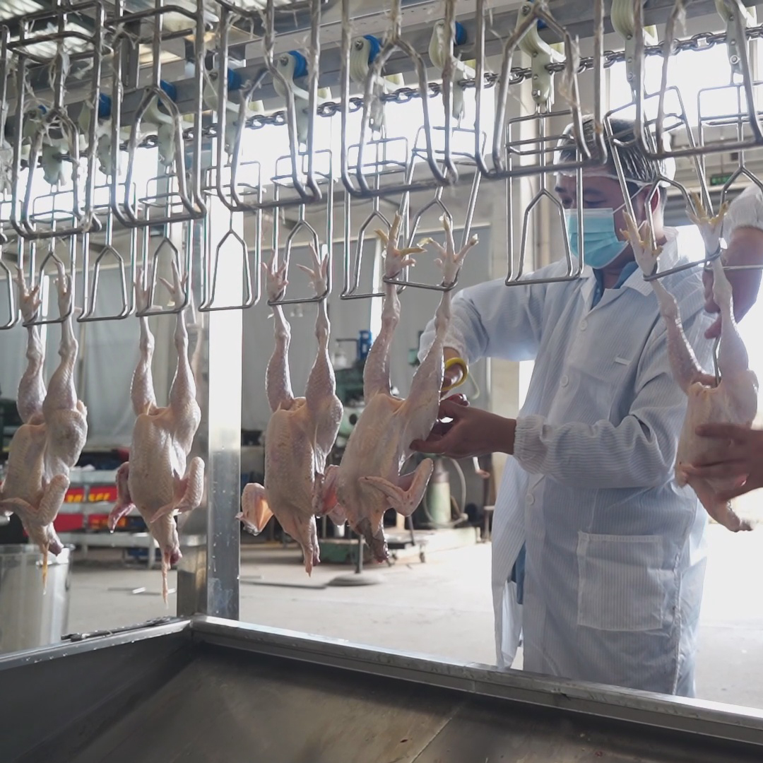 Complete Poultry Slaughtering Equipment for Halal Chicken Processing ...