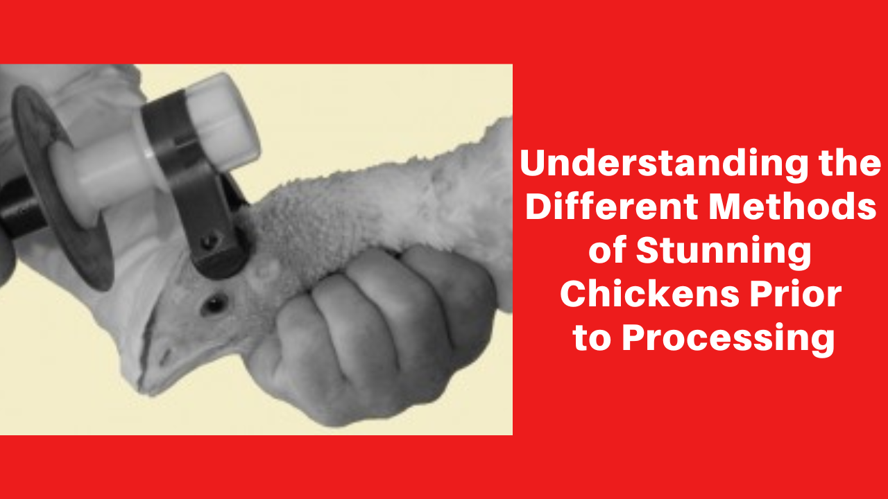 Understanding the Different Methods of Stunning Chickens Prior to ...