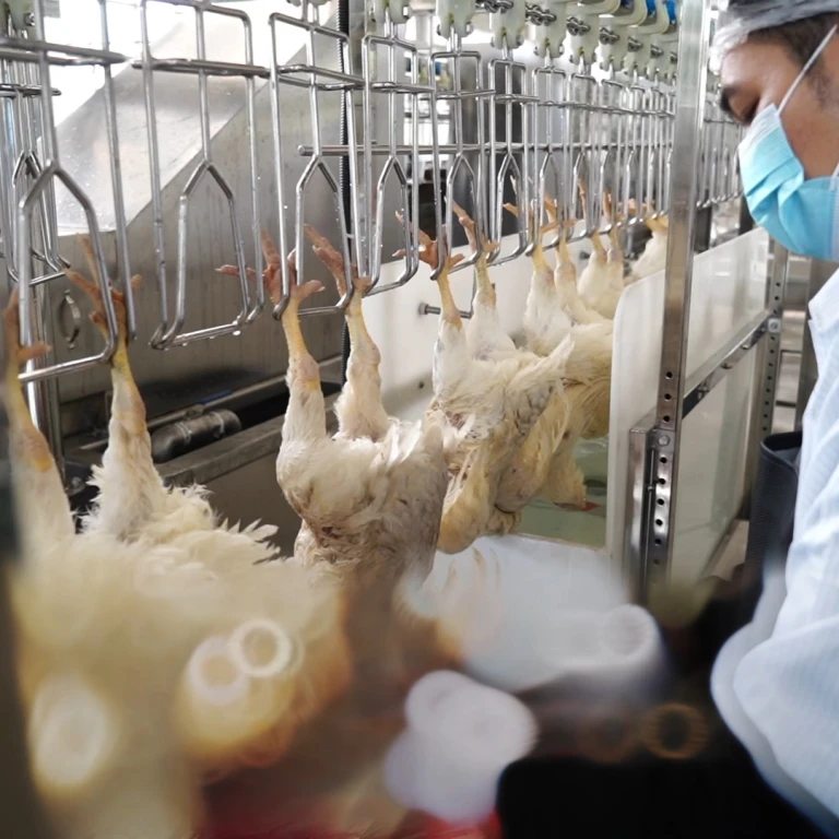 Halal Chicken Slaughter