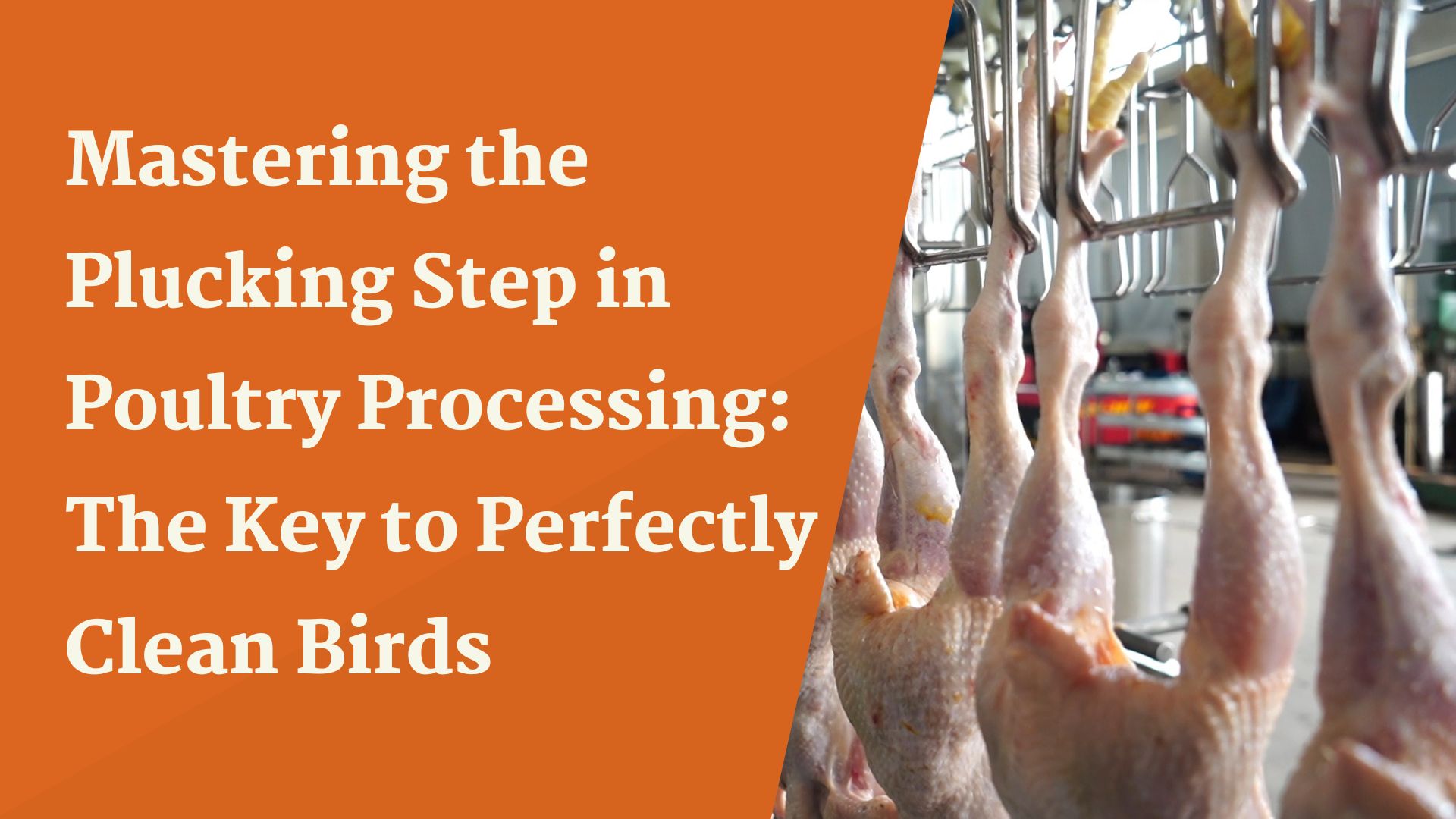 Mastering the Plucking Step in Poultry Processing: The Key to Perfectly ...