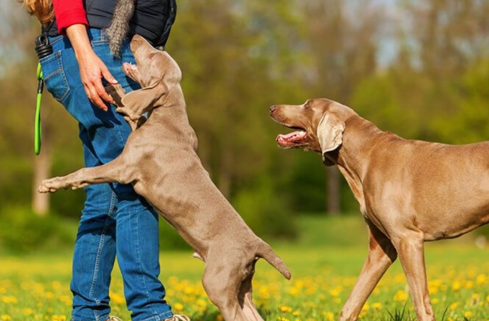 Manage Dog's Jumping Behaviors | TIZE