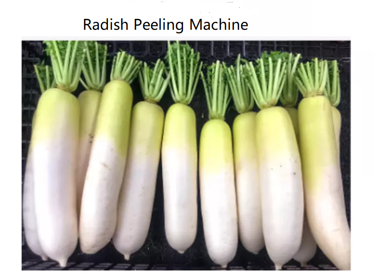 Automatical Radish Peeling Machine for Kimchi