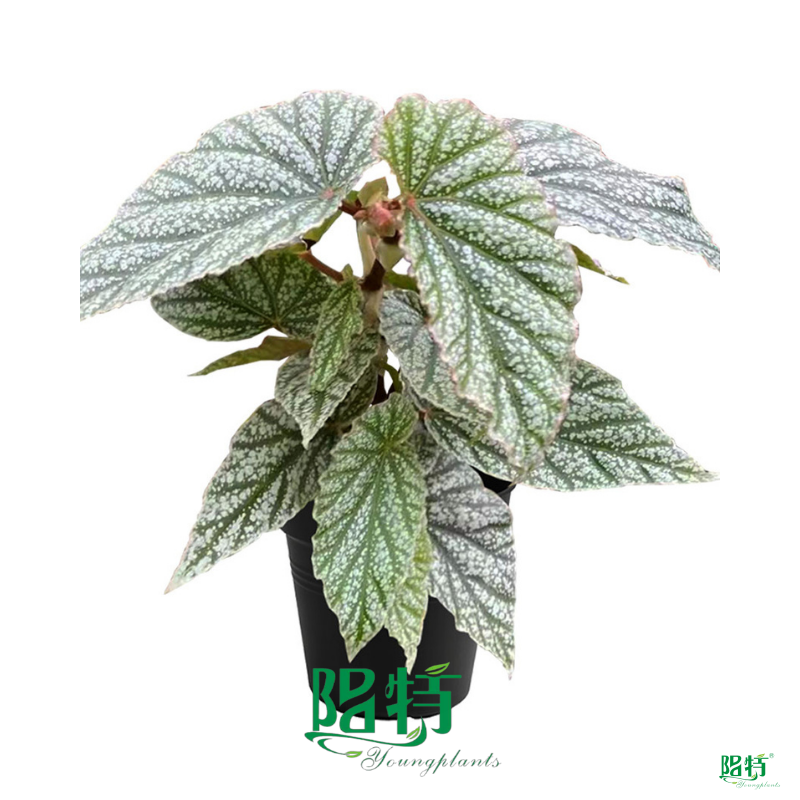 Begonia Tissue Culture & Plug Plants - Variegated Varieties, Fast Delivery