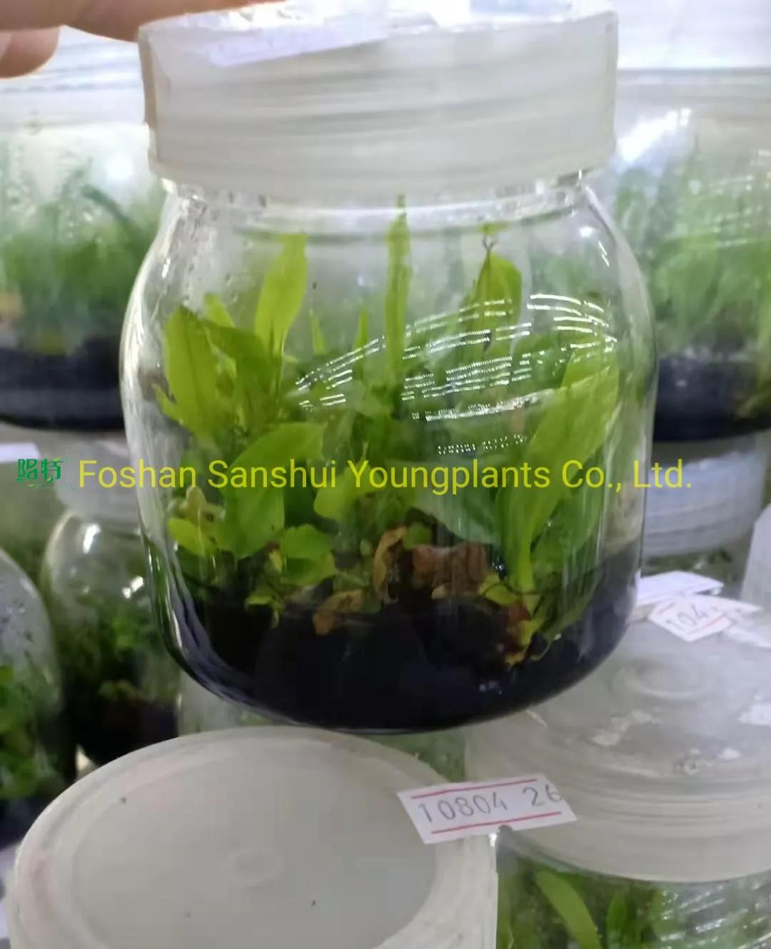 Ithreyi ye-Nepenthes ye-Miranda Fly Trapper - Isitshalo Sesiko Sezicubu ...