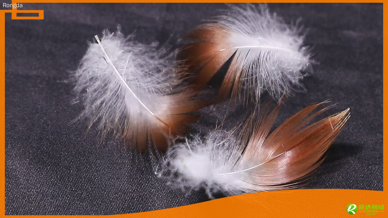 Rongda | Professional feather and down suppliers