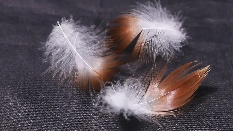 grayduck feather